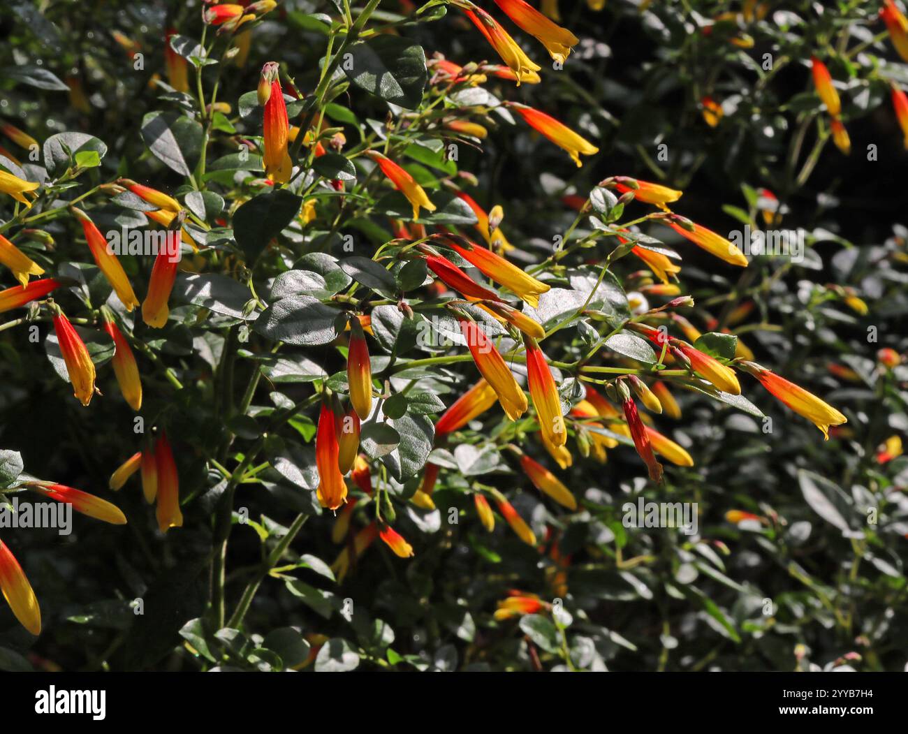 Jacobinia jacobinia pauciflora hi-res stock photography and images - Alamy