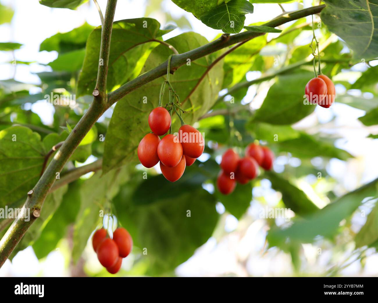 Tamarillo trees hi-res stock photography and images - Alamy