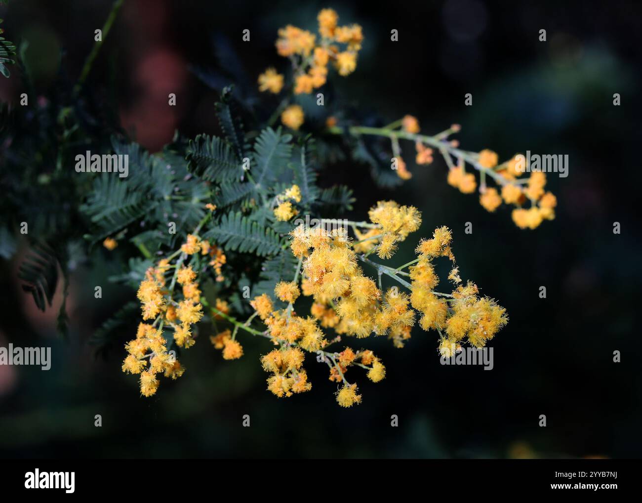 Wattle tree south australia hi-res stock photography and images - Alamy