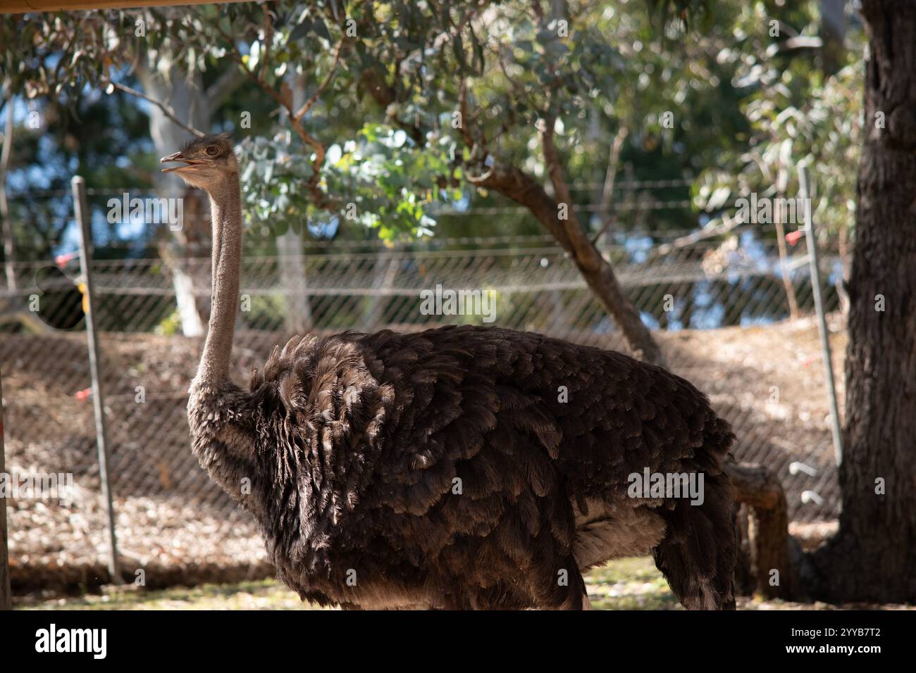 The ostrich is the largest and heaviest living bird in the world they ...