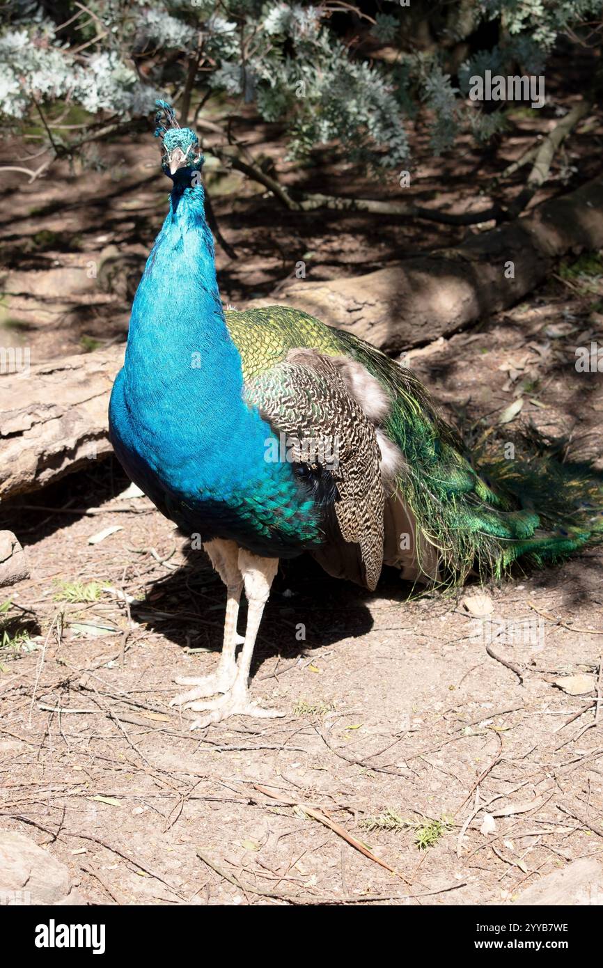 Peacocks are large, colorful blue pheasants known for their iridescent ...
