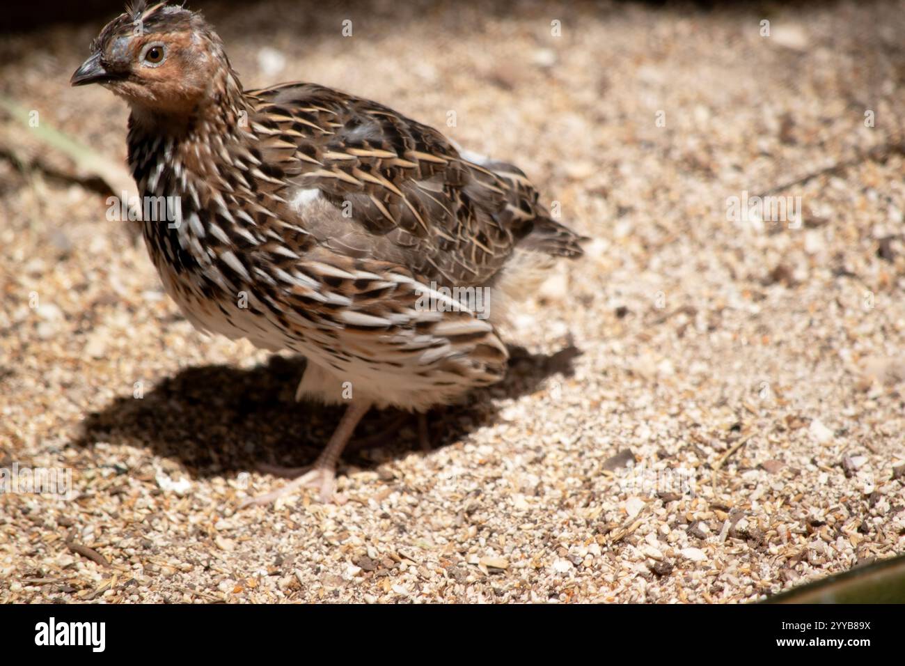 King quail australia hi-res stock photography and images - Alamy