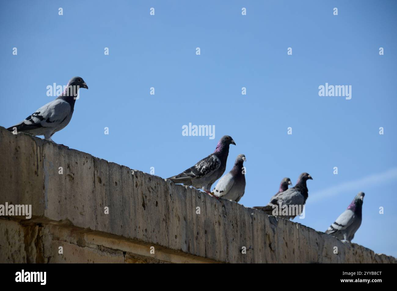 Pigeons of St. Andrew Bastion, Valletta, Malta, Europe Stock Photo - Alamy