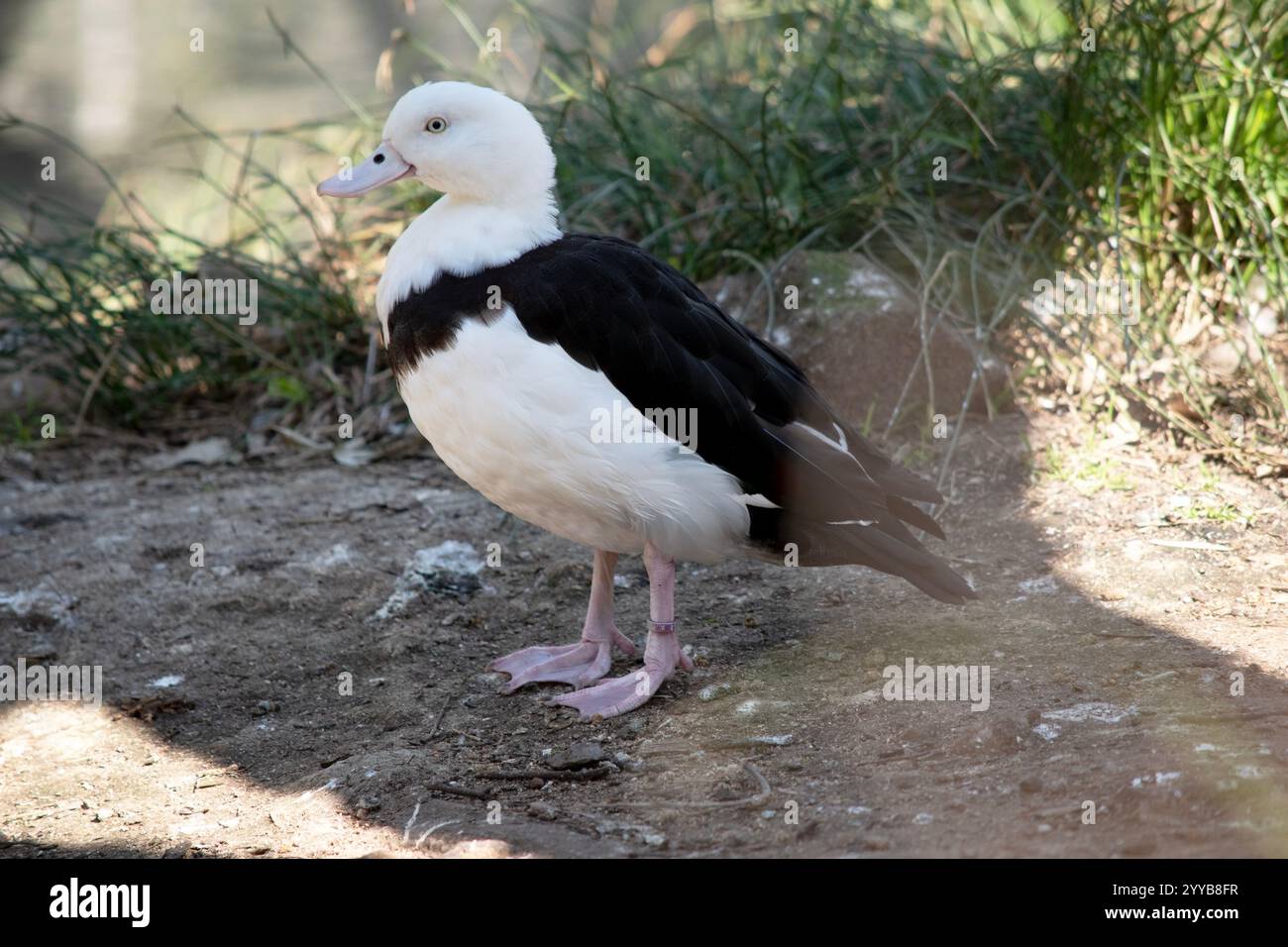 The Radjah Shelduck is white with a chestnut band across its chest ...