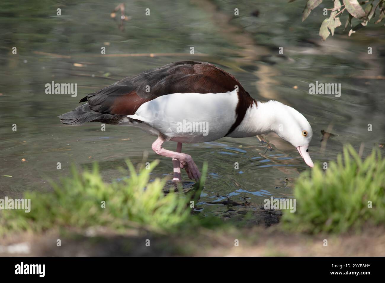The Radjah Shelduck is white with a chestnut band across its chest. Its ...