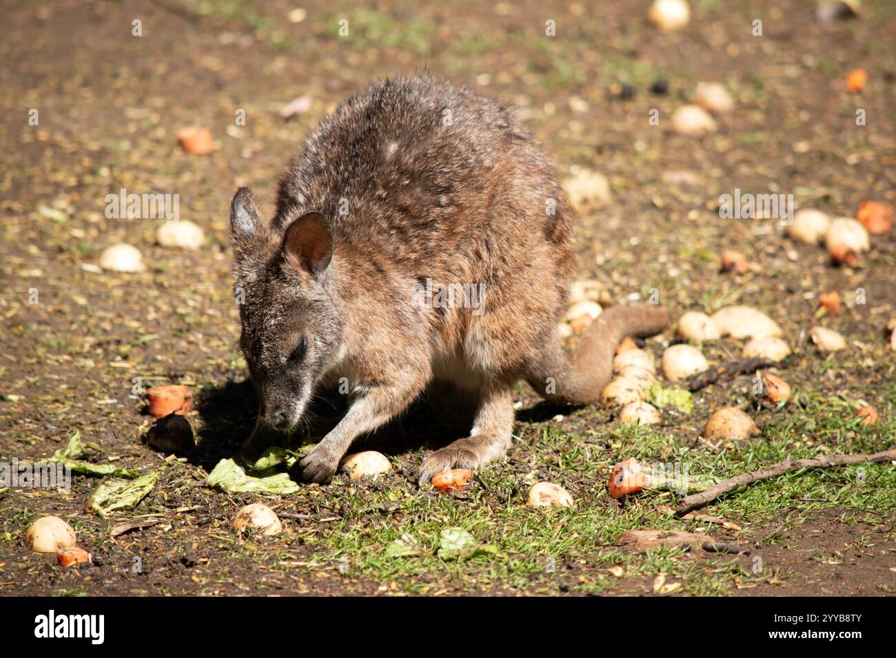 The red necked wallaby has mostly tawny grey fur, with a white chest ...