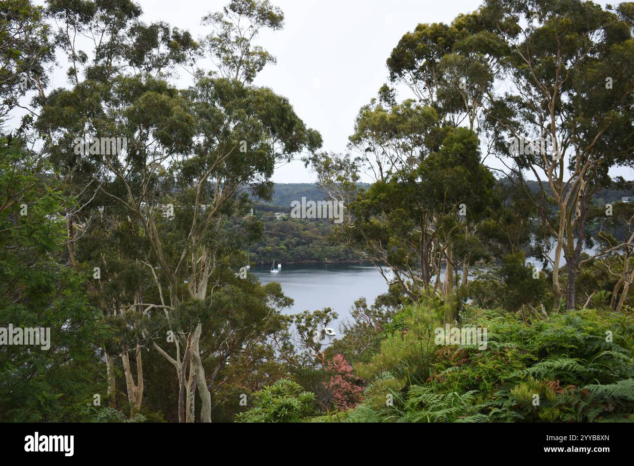 View of Sugarloaf Bay, Middle Harbour, through the eucalyptus trees and ...