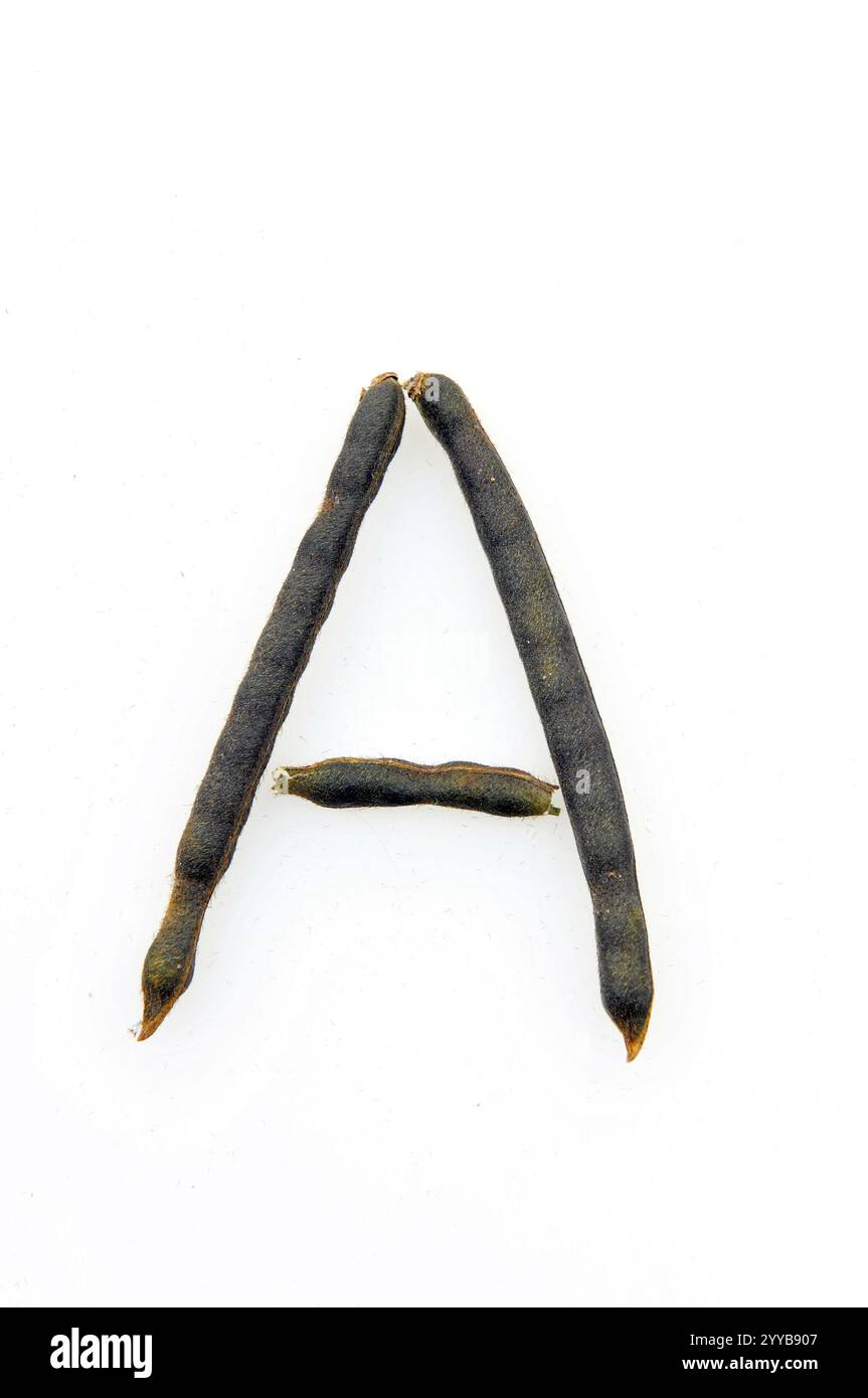 English red mung beans hi-res stock photography and images - Alamy