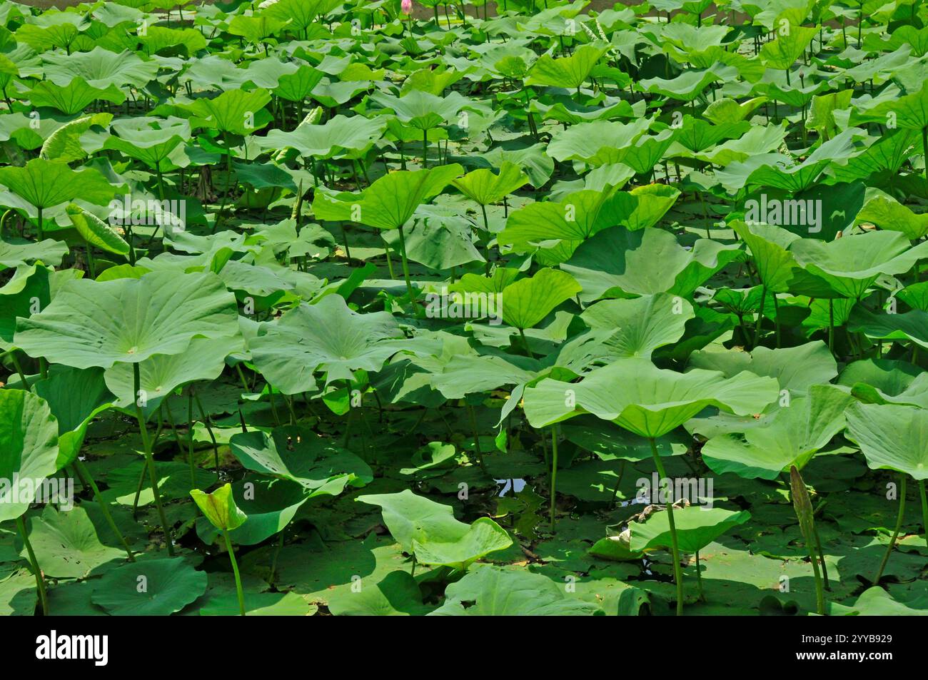 Lotus leaves pond hi-res stock photography and images - Alamy