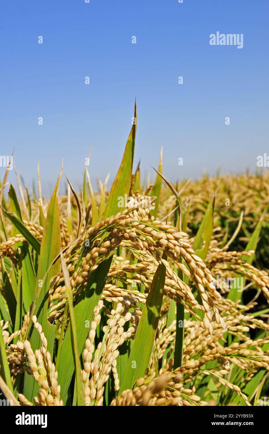 The autumn rice fields Stock Photo - Alamy