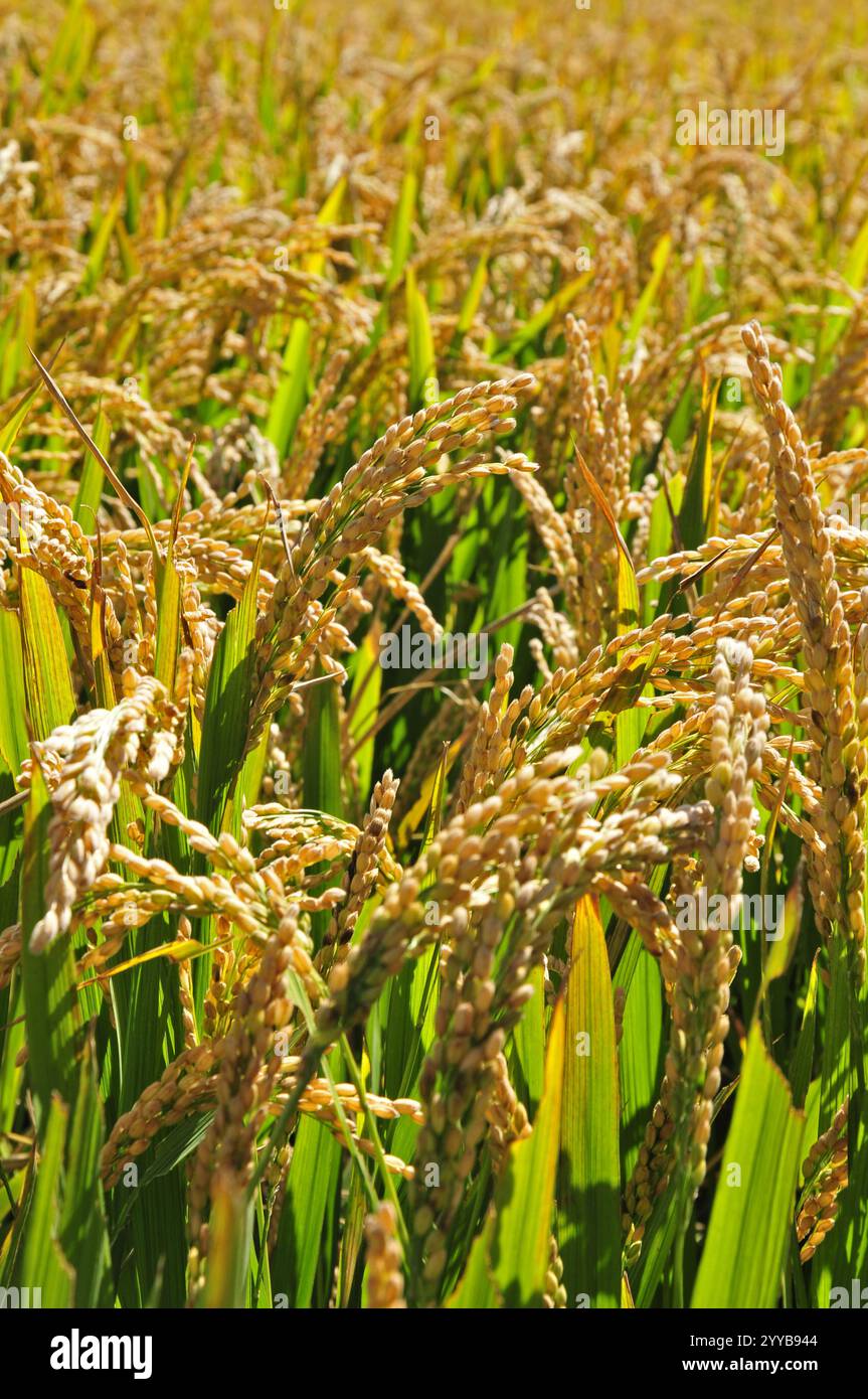 The autumn rice fields Stock Photo - Alamy