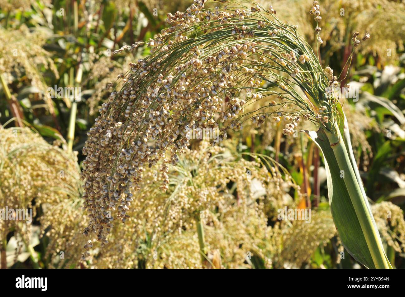 Mature sorghum seeds hi-res stock photography and images - Alamy