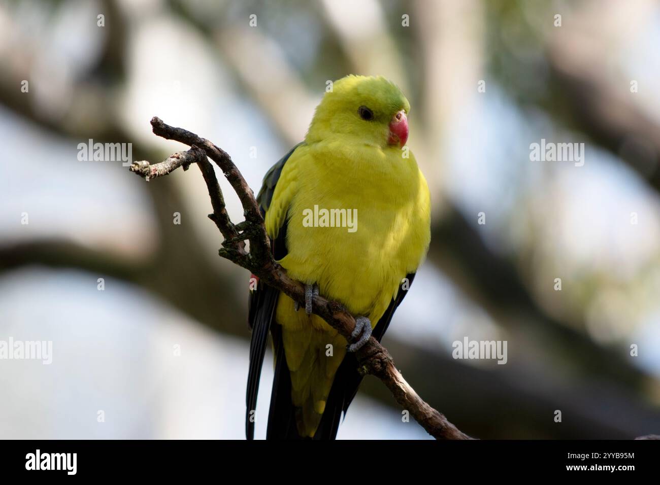 The male Regent Parrot has a general yellow appearance with the tail ...