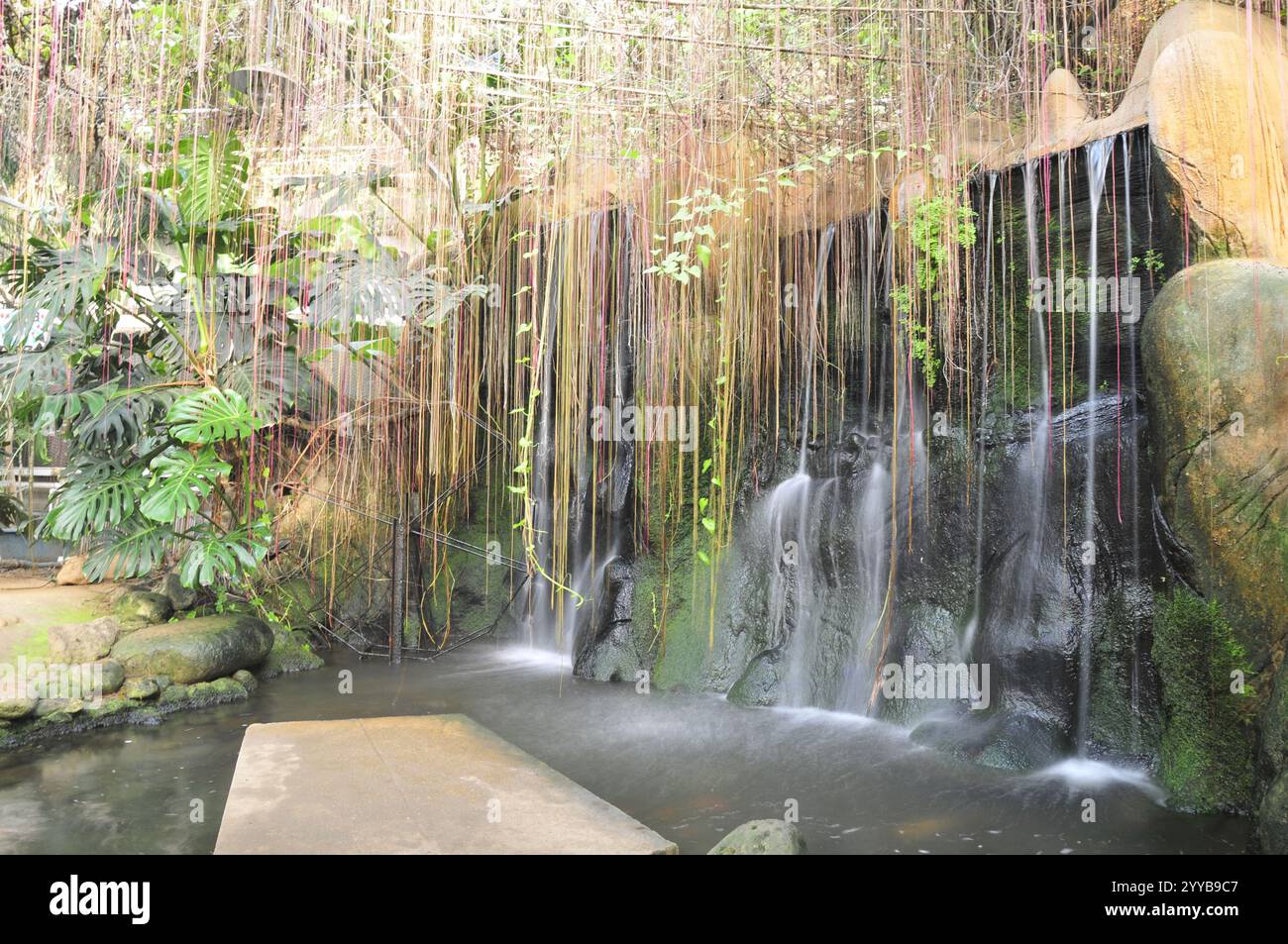 Small tree big roots hi-res stock photography and images - Alamy