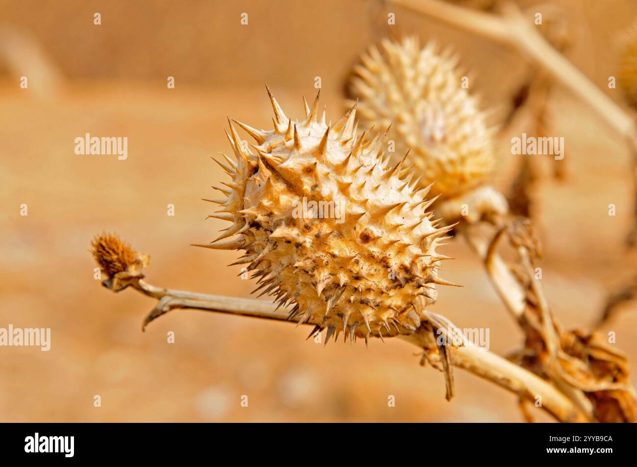 Mandala, plants grow in the wild, close-up pictures Stock Photo - Alamy