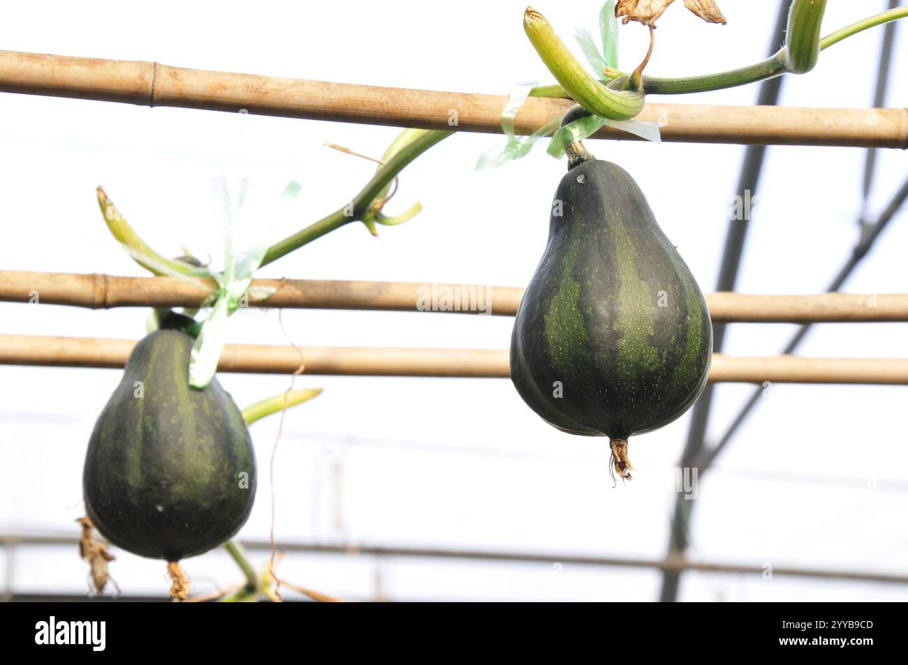A tree of hoist, hoist Stock Photo - Alamy