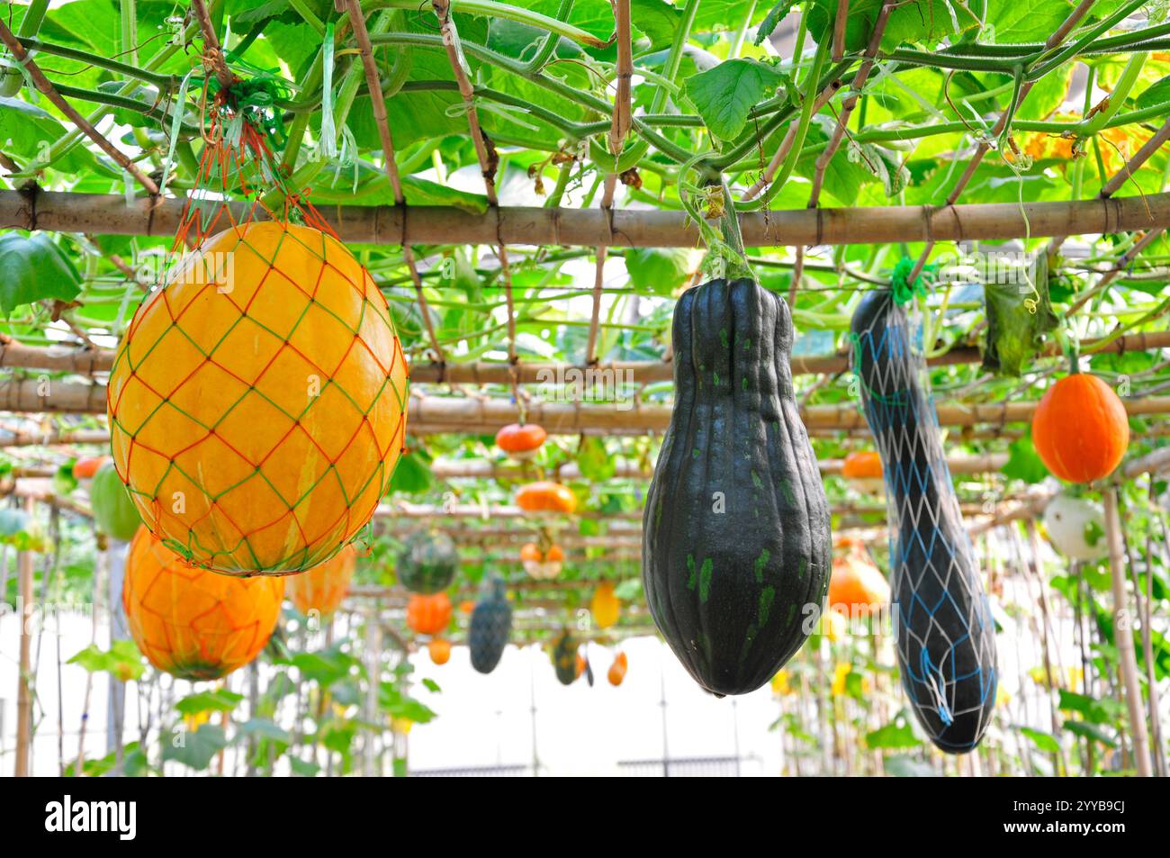 A tree of hoist, hoist Stock Photo - Alamy