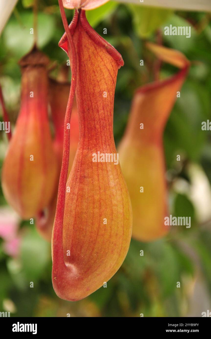 Insectivorous plants hi-res stock photography and images - Alamy