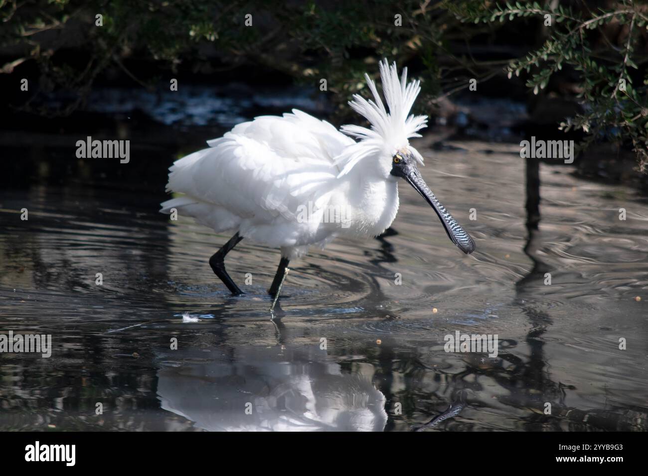The royal spoonbill is a large white sea bird with a black bill that ...