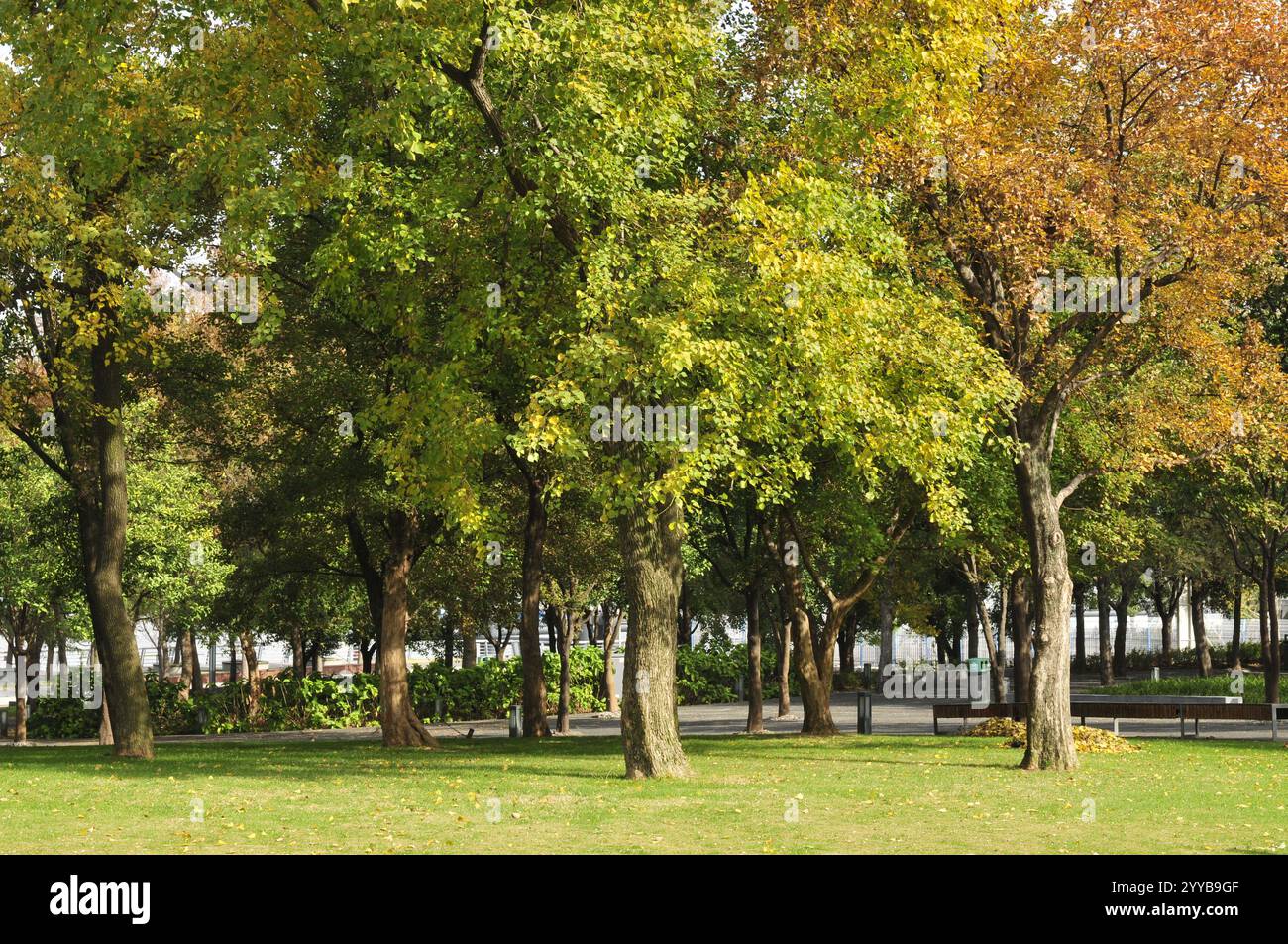 City park open space trees grass lawn hi-res stock photography and ...