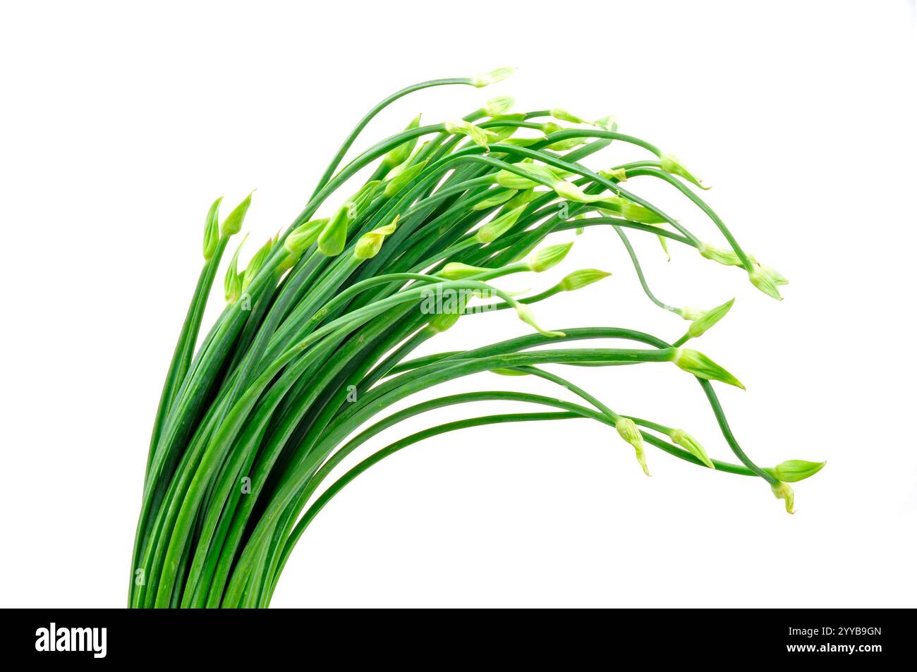 Green sprouts garlic on Cut Out Stock Images & Pictures - Alamy