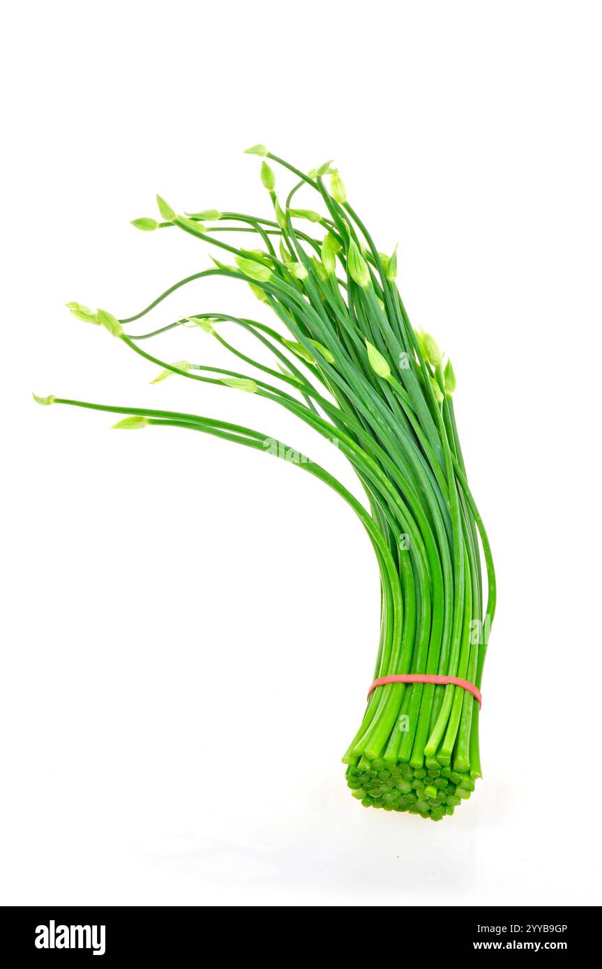 Green sprouts garlic on Cut Out Stock Images & Pictures - Alamy