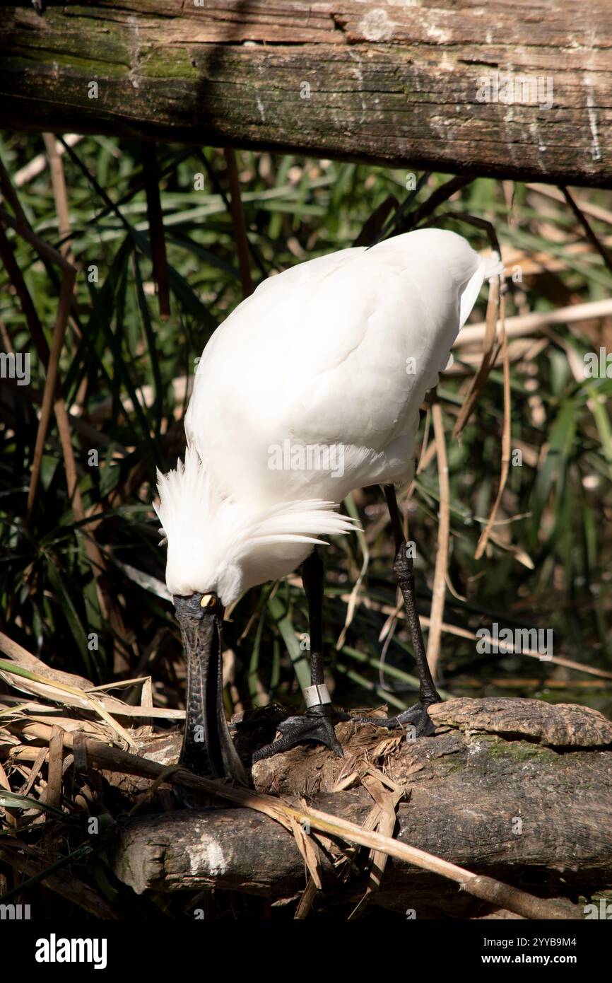 The royal spoonbill is a large white sea bird with a black bill that ...