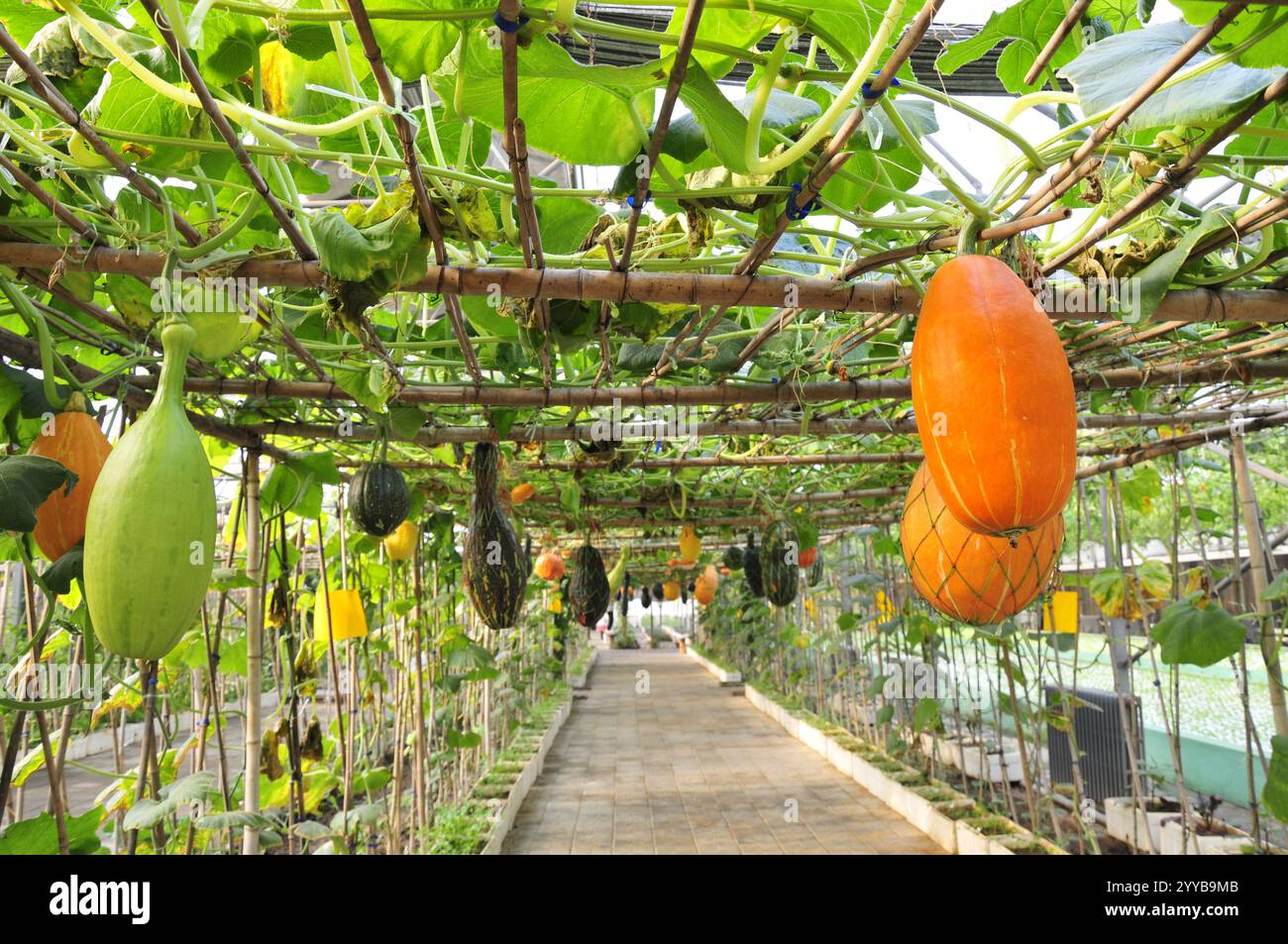 A tree of hoist, hoist Stock Photo - Alamy