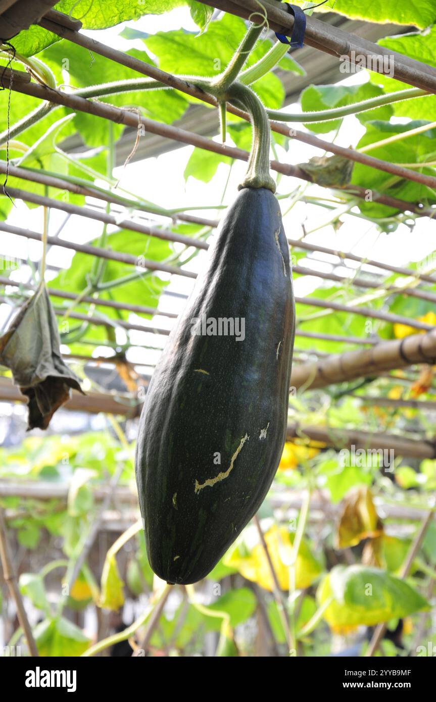 Vegetable tree gourd plants hi-res stock photography and images - Alamy