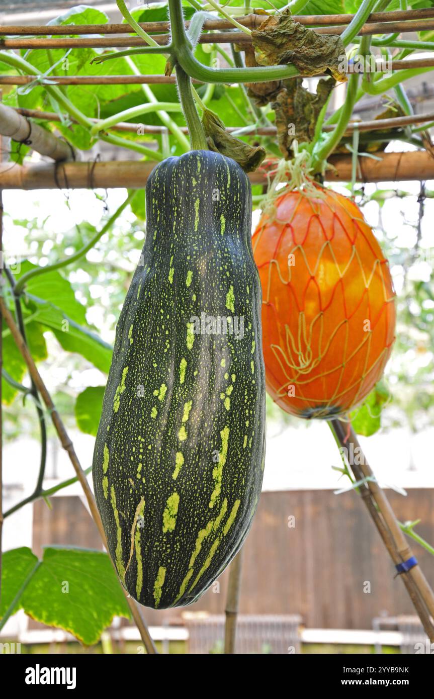 A tree of hoist, hoist Stock Photo - Alamy