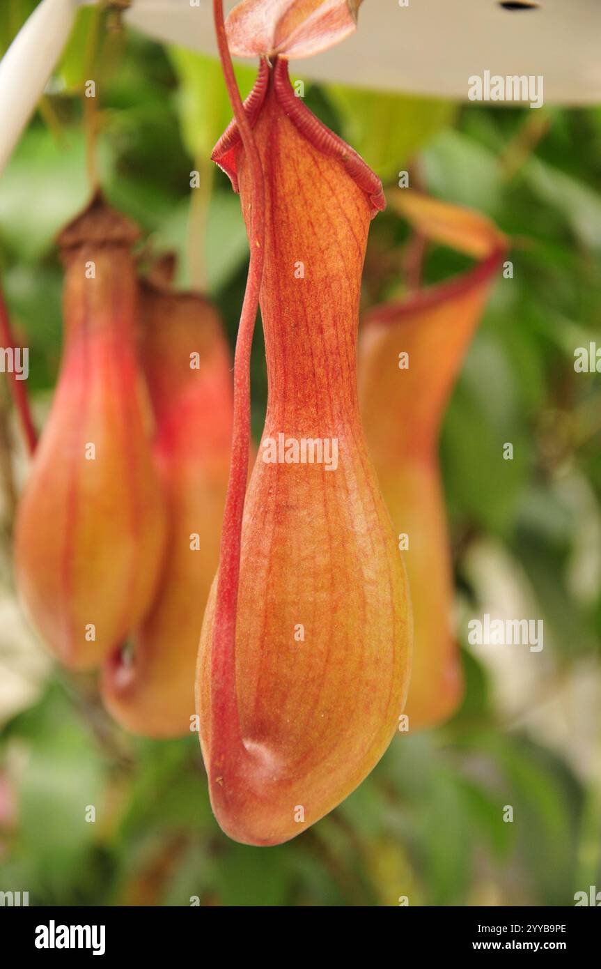 Insectivorous plants hi-res stock photography and images - Alamy