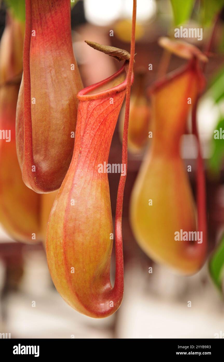 Insectivorous plants hi-res stock photography and images - Alamy
