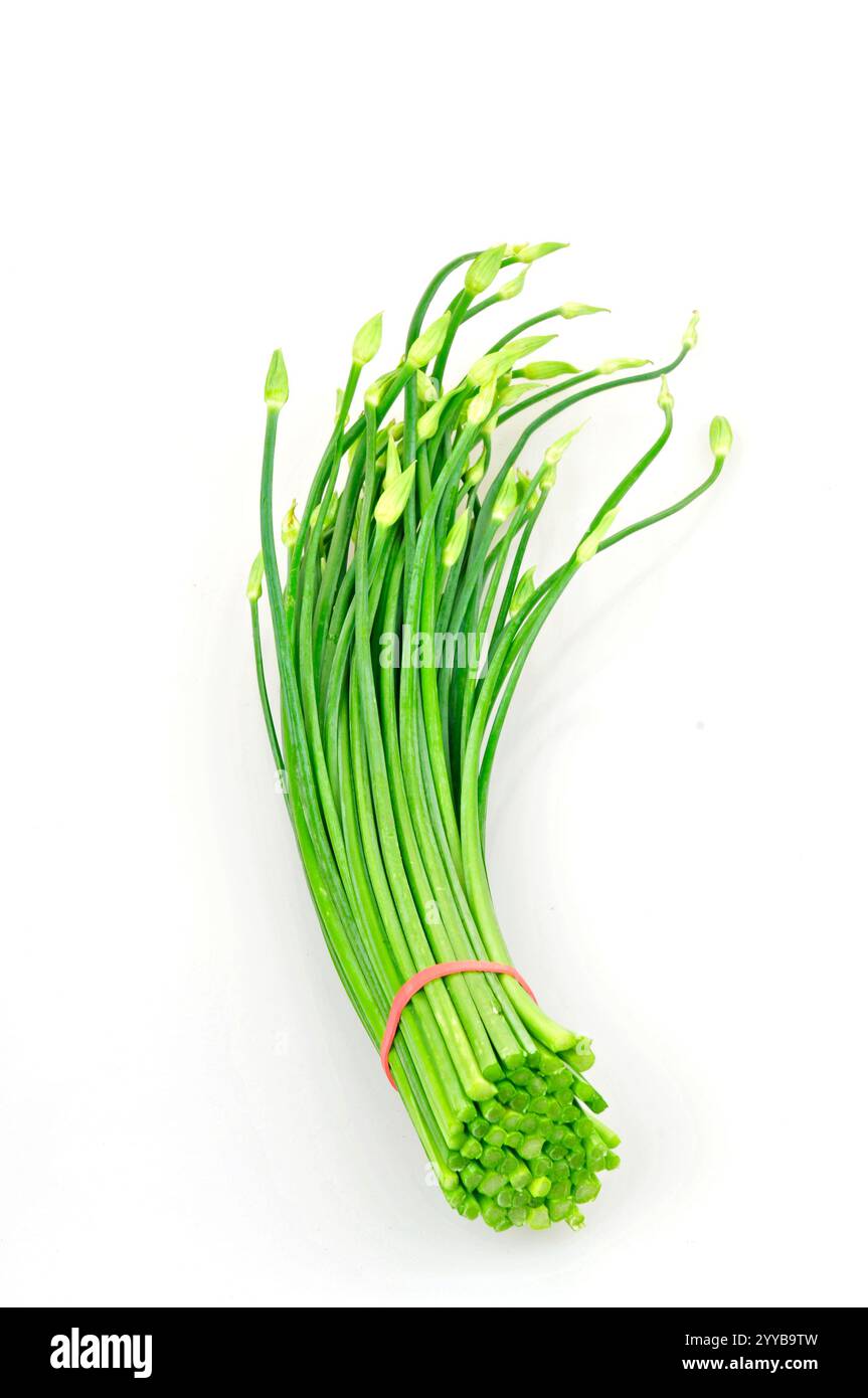 Green sprouts garlic on Cut Out Stock Images & Pictures - Alamy