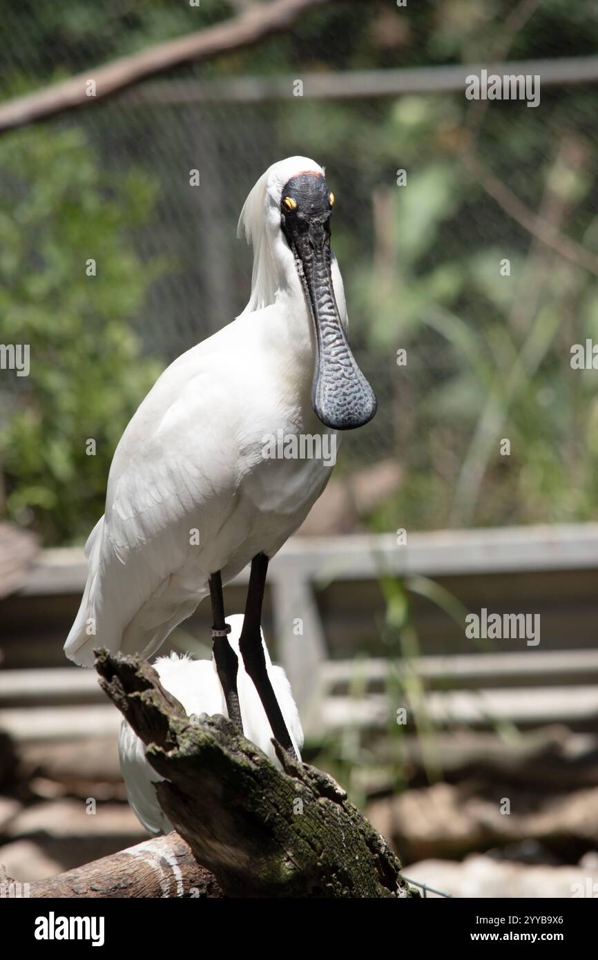 The royal spoonbill is a large white sea bird with a black bill that ...