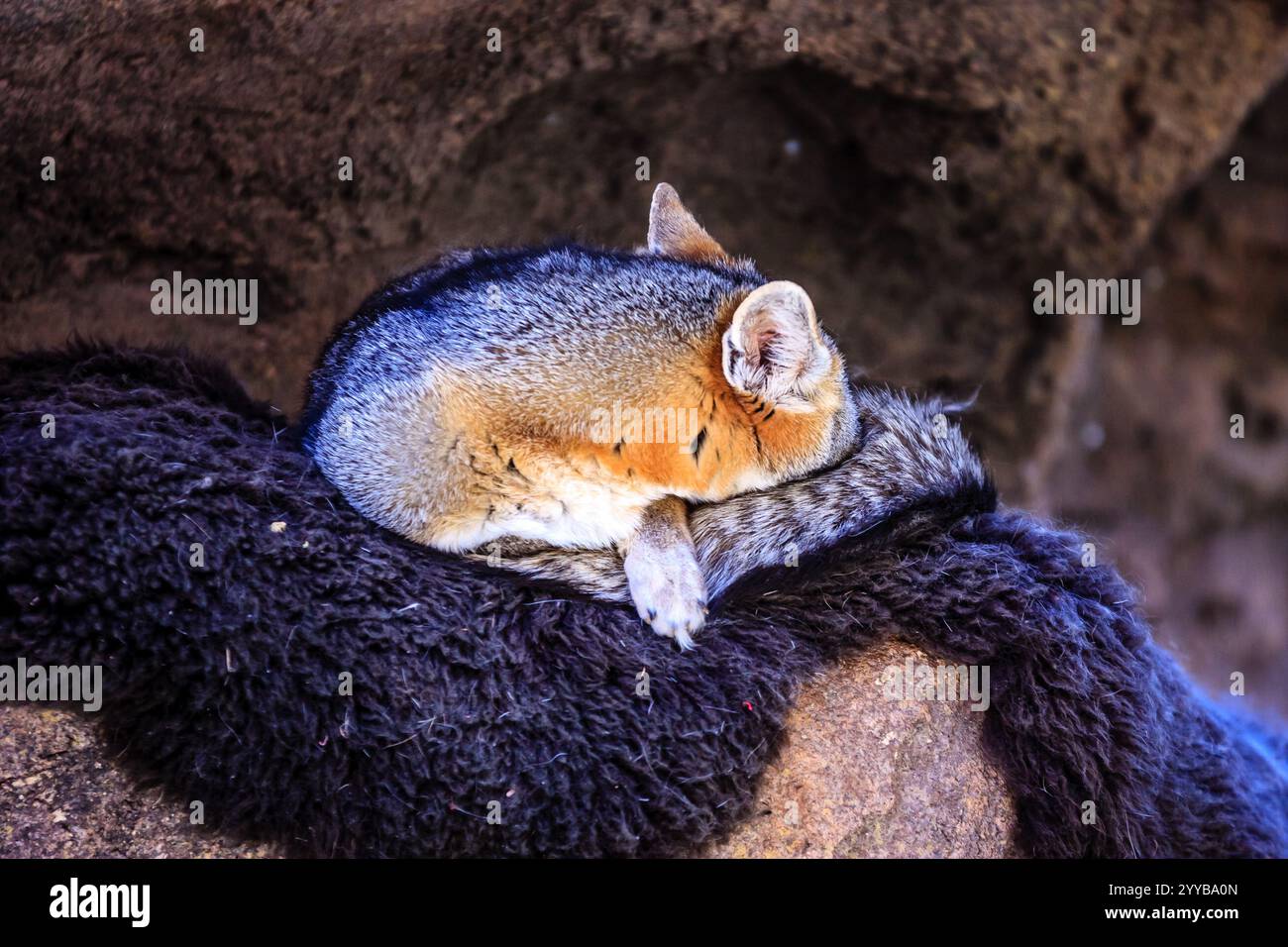A small animal is curled up on a blanket. The blanket is black and ...