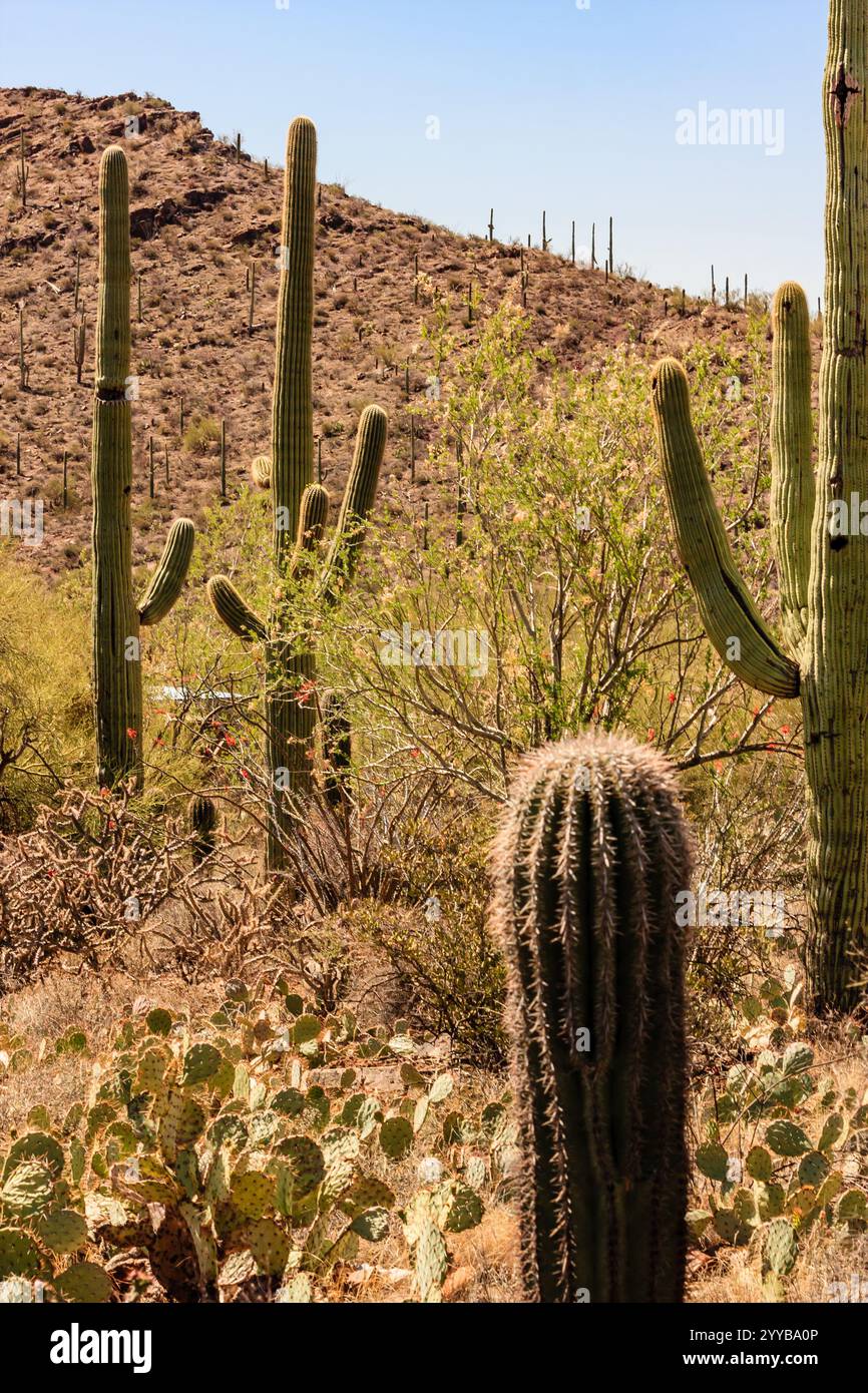 A desert scene with a cactus in the foreground. The cactus is ...
