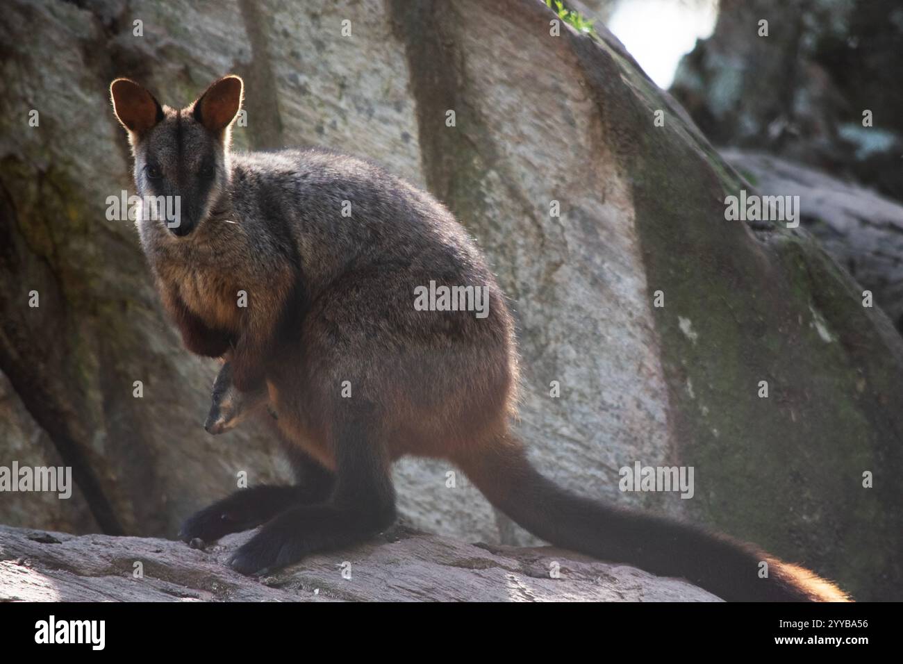 The southern Brush-tailed Rock-wallaby has a characteristic, long, dark ...