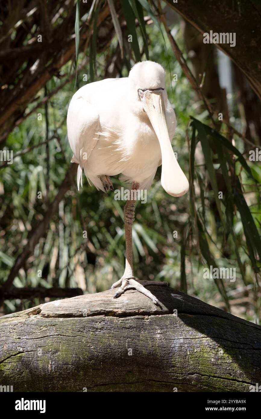 The yellow spoonbill is a large white sea bird with a cream bill that ...