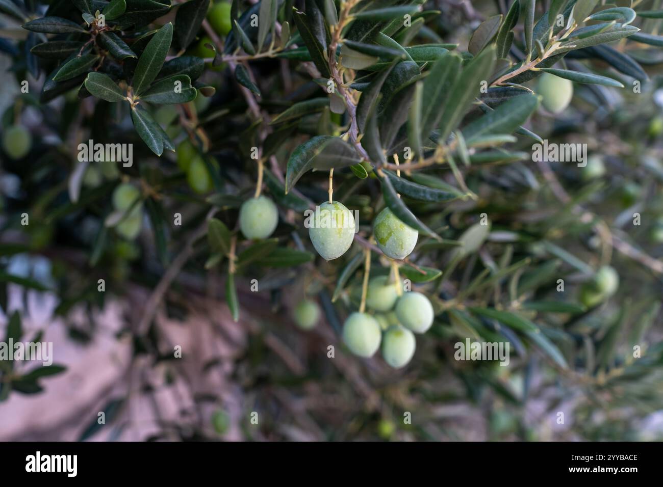 Close-up view of green olives on an olive tree branch with lush leaves ...