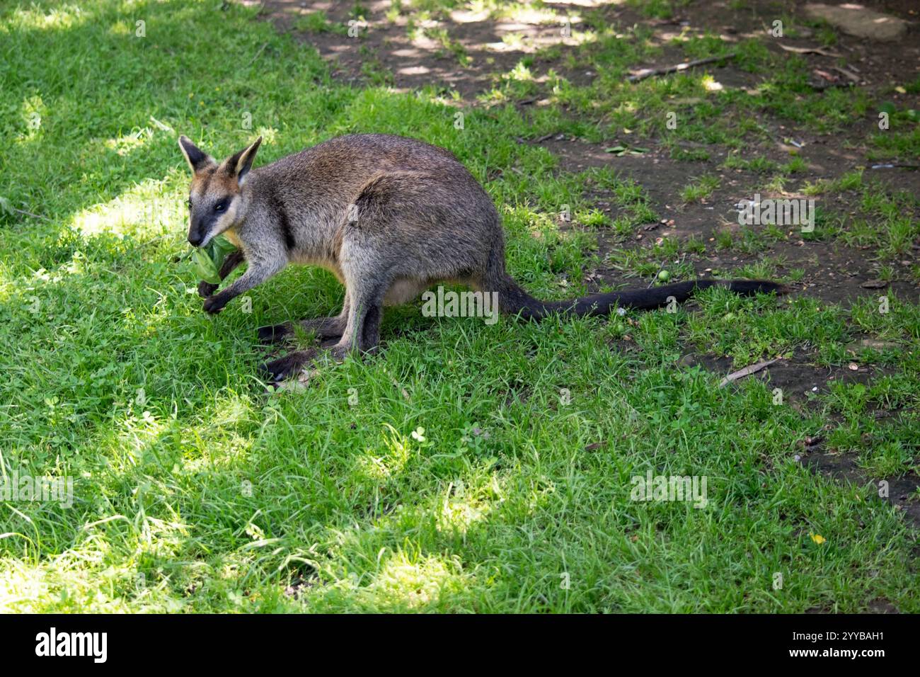 The swamp wallaby has dark brown fur, often with lighter rusty patches ...