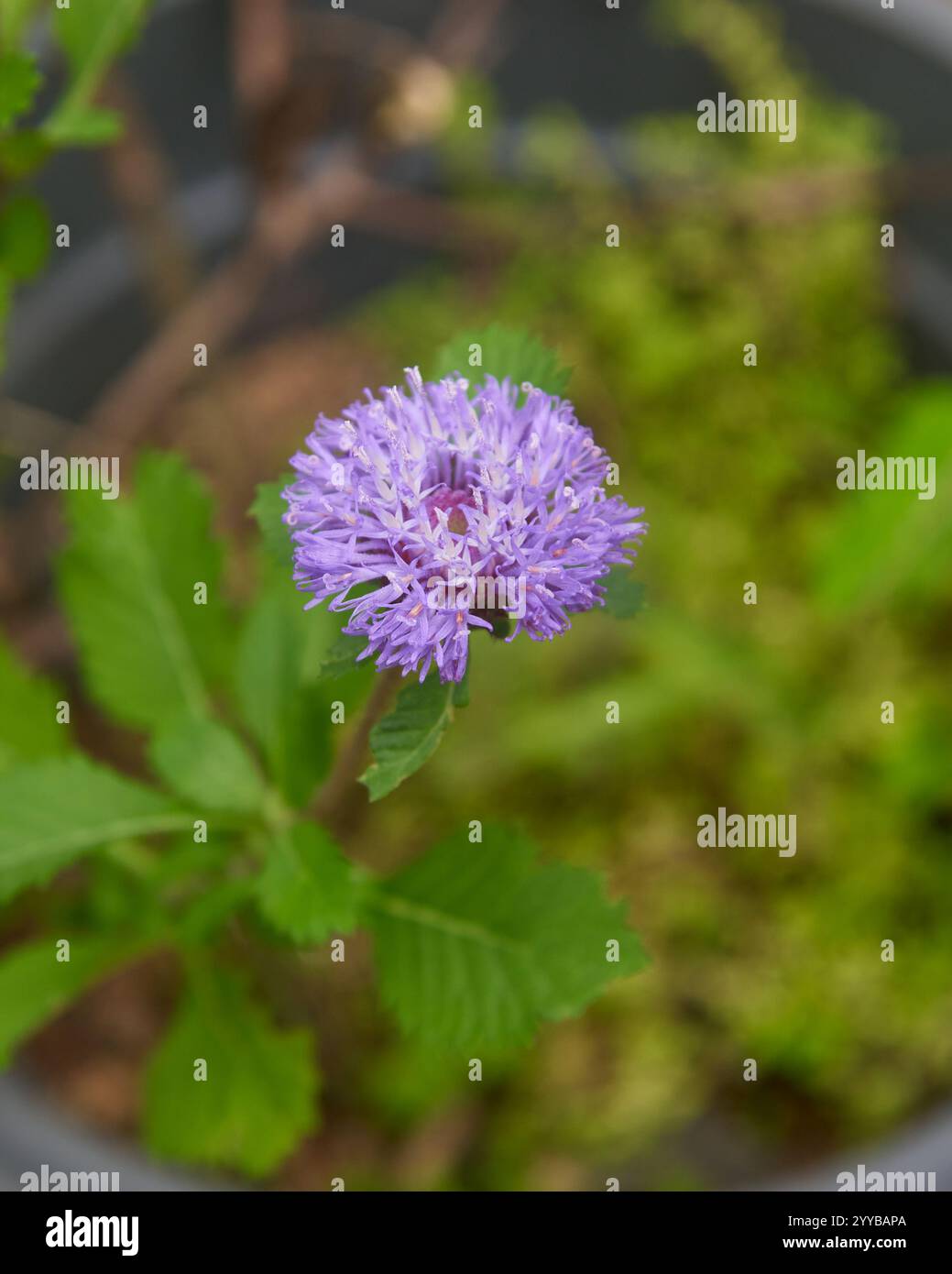 Knapweed flower focus hi-res stock photography and images - Alamy