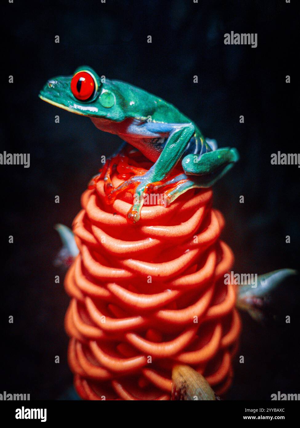 Red-eyed tree frog (Agalychnis callidryas) in the tropics of Costa Rica ...