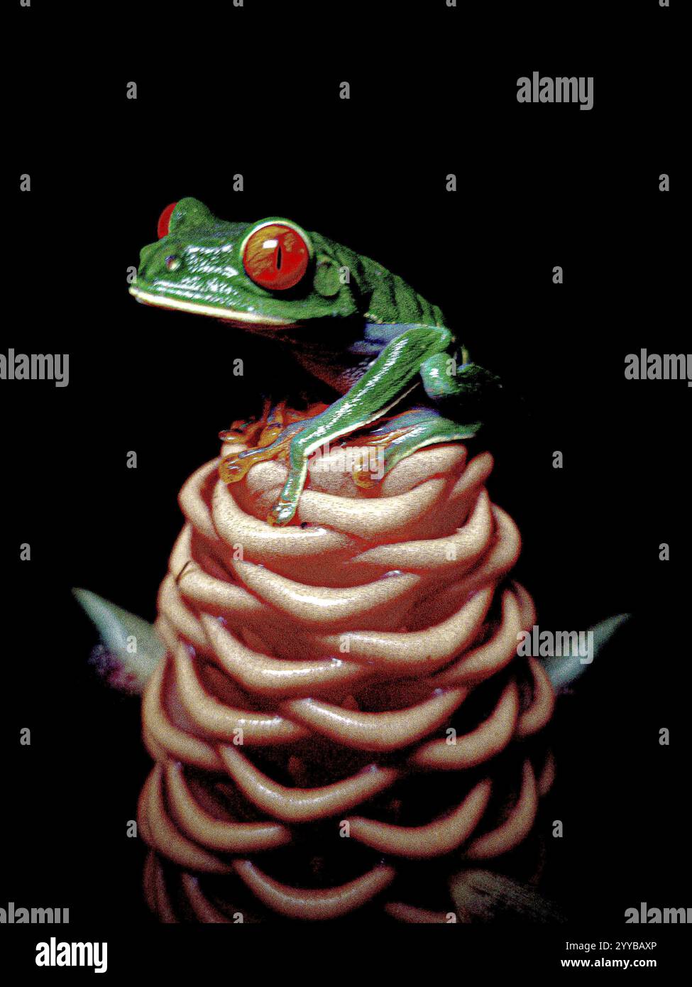 Red-eyed tree frog (Agalychnis callidryas) in the tropics of Costa Rica ...