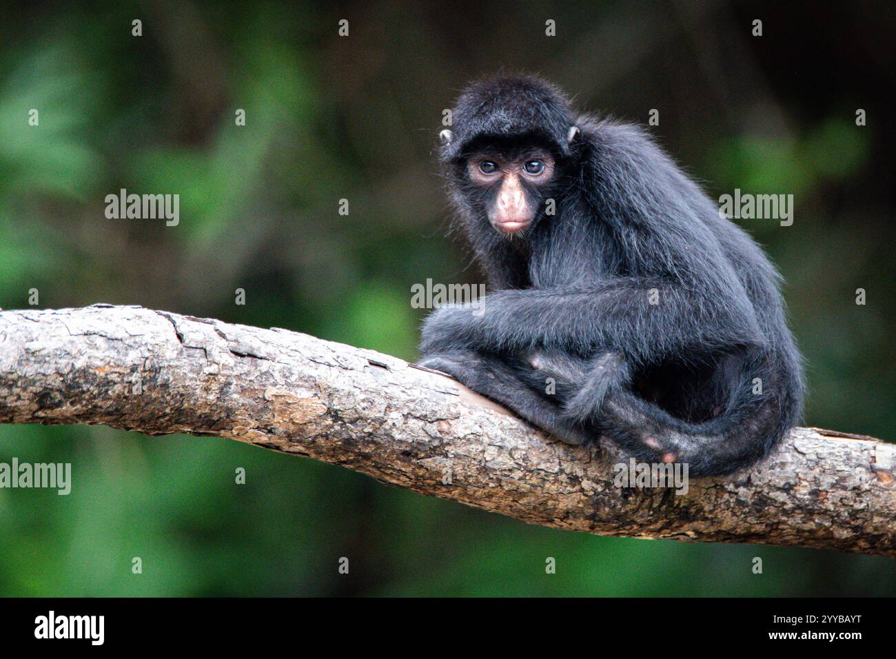 Peruvian Spider Monkey (Ateles chamek) of the Peruvian Amazon Stock ...