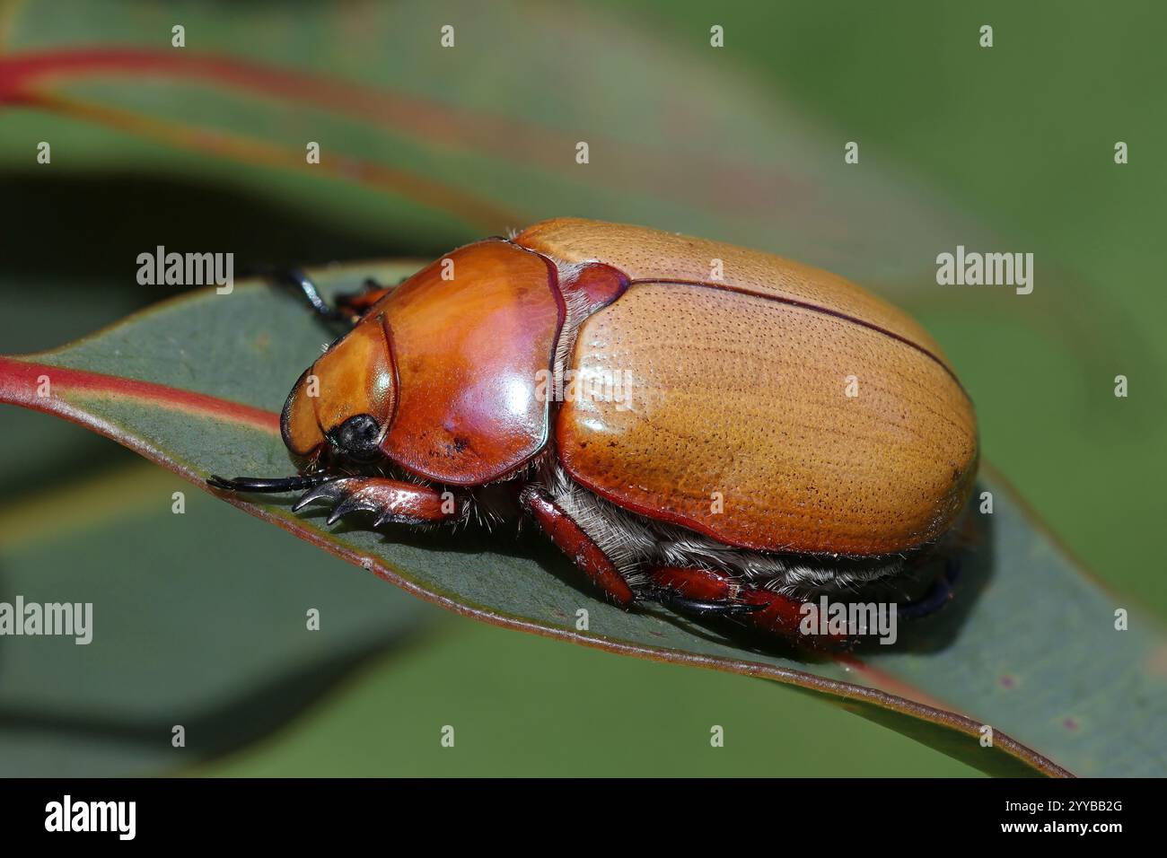 Christmas beetle, australia hi-res stock photography and images - Alamy