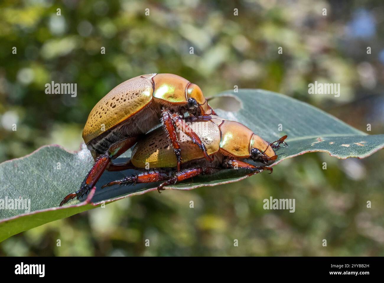 Australian beetles hi-res stock photography and images - Alamy