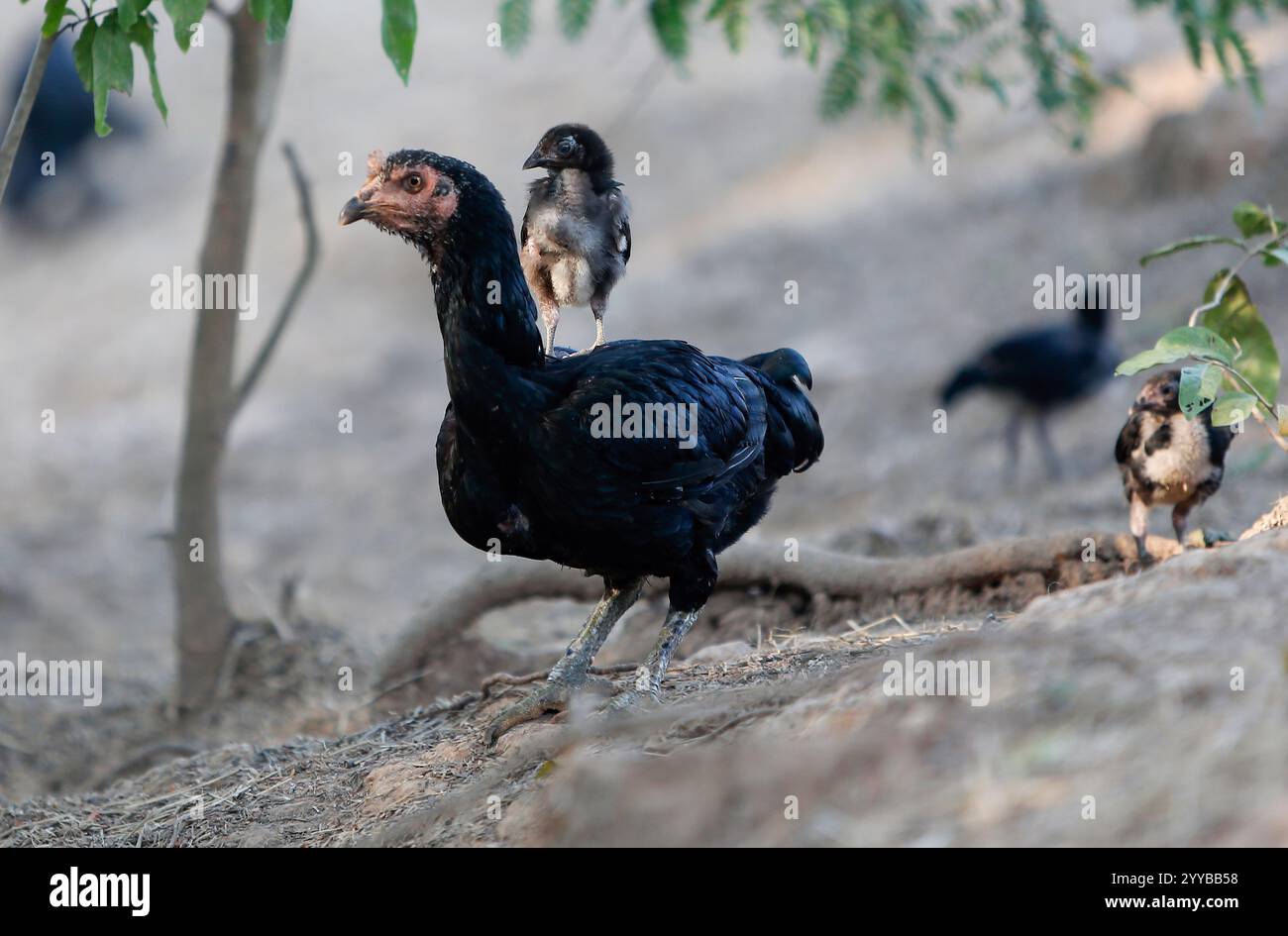 Nakhon Sawan, Thailand. 20th Dec, 2024. A baby chicken, stand on her ...