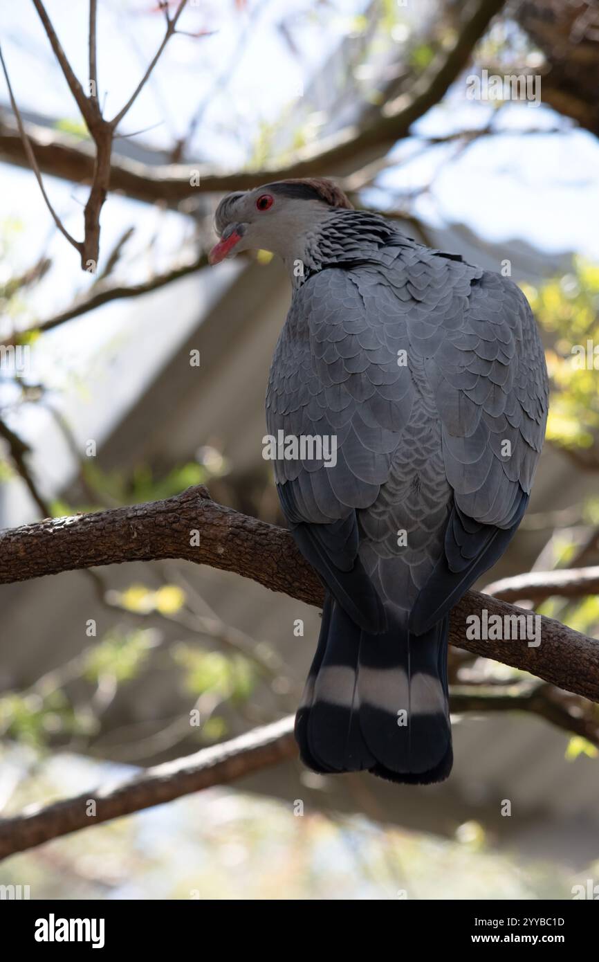 The Topknot Pigeon is dark grey on the back and wings, with black ...
