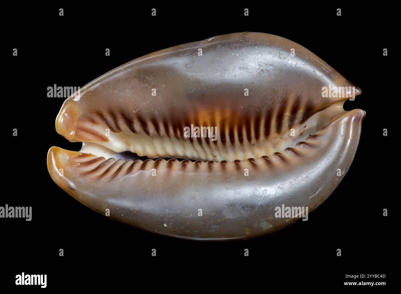 A stunning Cypraea caputserpentis seashell with its intricate pattern ...