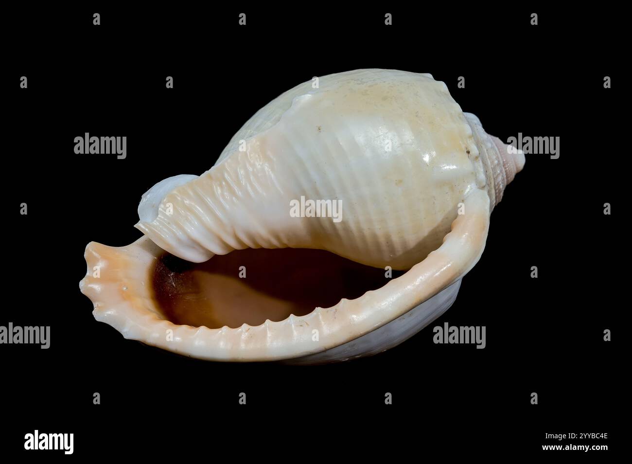 A striking Phalium glaucum seashell with its smooth white surface and ...